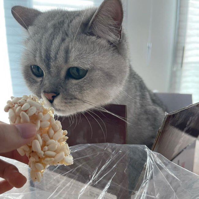 LISA Opens a New Instagram Account For Her Pets – BLACKPINK CAFÉ