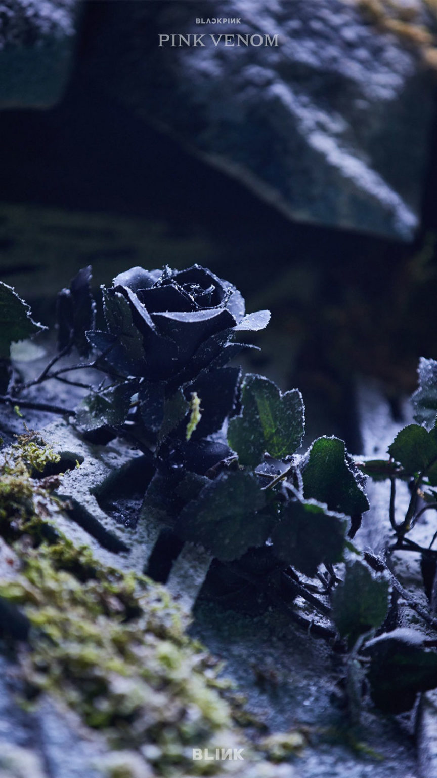 BLACKPINK “Pink Venom” Wallpaper for BLINK – BLACKPINK CAFÉ
